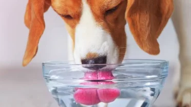 Signs Your Dog May Not Be Drinking Enough Water During Hot Weather