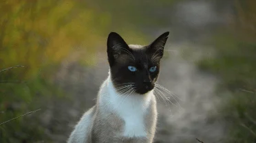 15 cat names that are very uncommon but that veterinarians love to hear