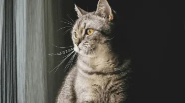 How to tell if your cat has asthma and when to see a vet