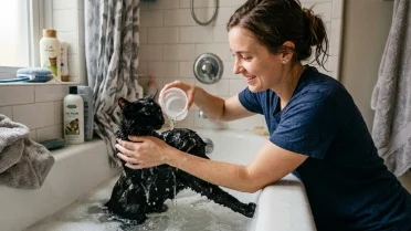 Your cat cleans itself, but there are cases where it does need a bath