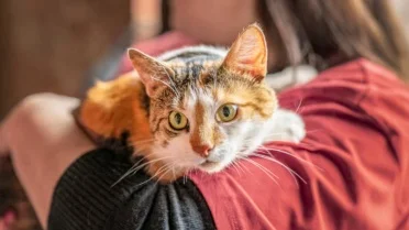 If your cat moves away when you touch it, here's what the experts want ...