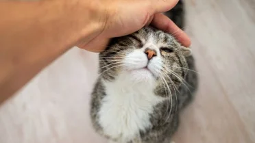 How to tell if your cat has asthma and when to see a vet