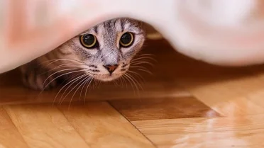 The Secret to Getting Your Cat Used to Using Its Litter Box