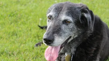 What No One Tells You About When Dogs Actually Become Seniors ...