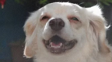 10 Signs Your Dog May Be Saying Goodbye Without You Realizing It