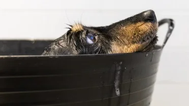 Are You Ruining Your Dogs Skin? 5 Critical Mistakes to Avoid, Powered ...