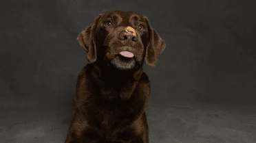 The final act of trust: what many dogs do near the end of life