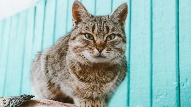 6 signs your cat is entering its senior years