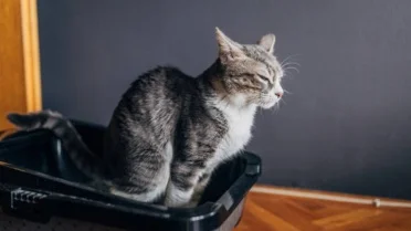 If Your Cat Keeps Going to the Litter Box, Experts Say It Could Be a ...