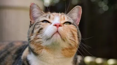 8 ways your cat says "I love you" without making a sound