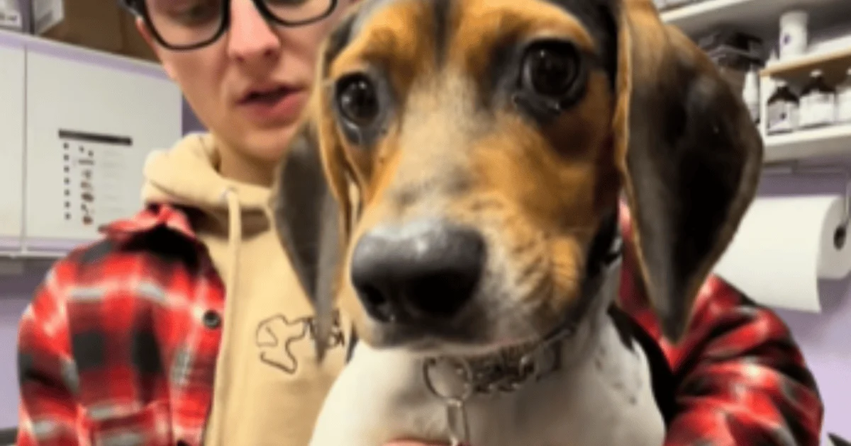 The heartbreaking truth about the dog who spent his life locked up ...