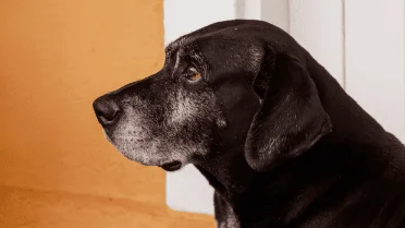 12 diseases that most frequently affect older dogs