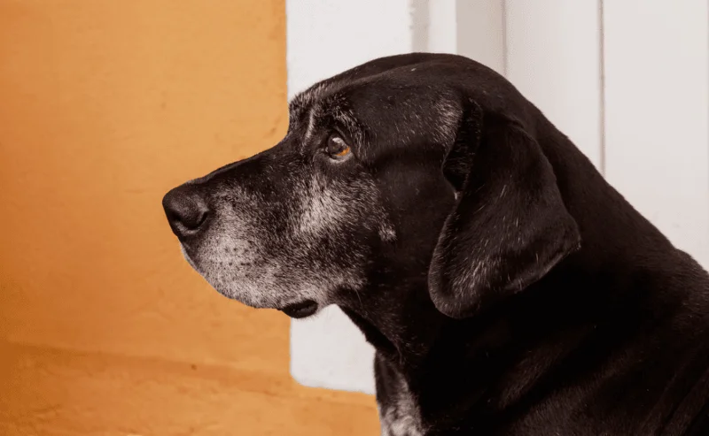 Iniciativa busca otorgar licencia de trabajo por muerte de mascotas