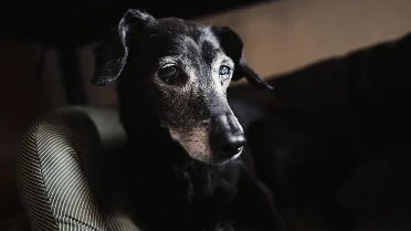 8 things senior dogs do when they feel safe and loved