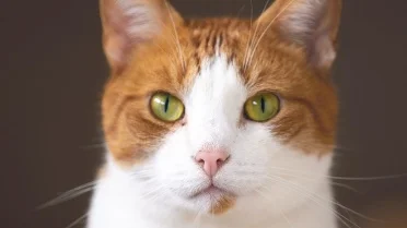 5 places where cats hate being petted