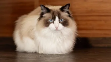 These are the 10 cat breeds that form the strongest bonds with humans.