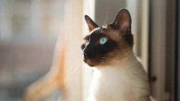 These are the 10 cat breeds that form the strongest bonds with humans.