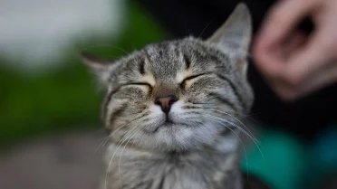 Is my cat happy? The question that worries many owners
