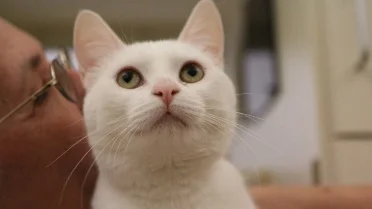 5 feline behaviors that seem to demonstrate a protective instinct
