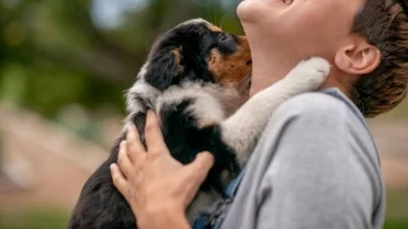 According to the American Kennel Club, there are 10 ways your dog shows ...