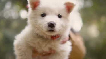 According to the American Kennel Club, there are 10 ways your dog shows ...