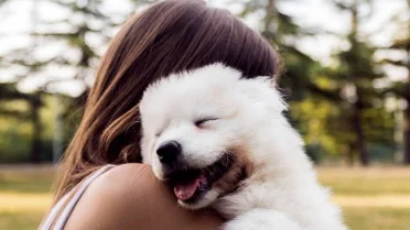 According to the American Kennel Club, there are 10 ways your dog shows ...