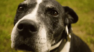 Is Your Dog Getting Older? 10 Care Tips That Can Make a Big Difference