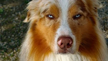 6 signs your dog is upset and wants to be left alone