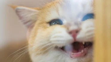 How often should you bathe a cat? Here's what the experts say