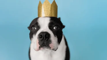 The 7 Funniest Dog Names People Actually Give Their Pets