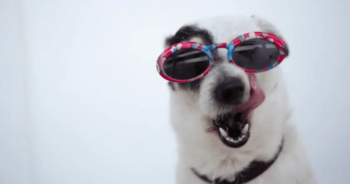 Los 7 nombres de perros más divertidos: ¿Le pondrías uno así a tu mascota?