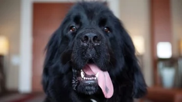 6 foods that can harm your dog and many still offer them