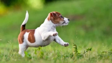 Dog Breeds That Surprisingly Match Celebrity Personality Types ...