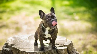 Dog Breeds That Surprisingly Match Celebrity Personality Types ...