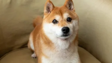 Dog Breeds That Surprisingly Match Celebrity Personality Types ...