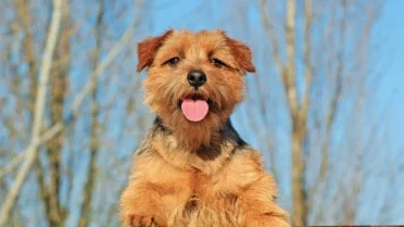Small Dogs With Surprisingly Strong Protective Instincts: 9 Breeds That ...