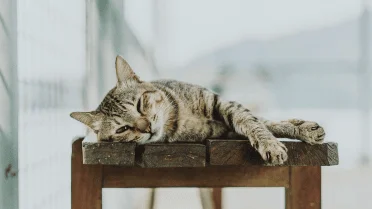 Why do cats hate water? Scientists explain the real reason