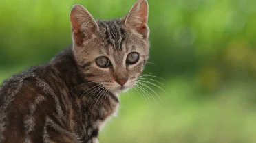 You broke your cat's heart without realizing it, and now he's angry ...