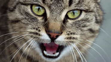 You broke your cat's heart without realizing it, and now he's angry ...