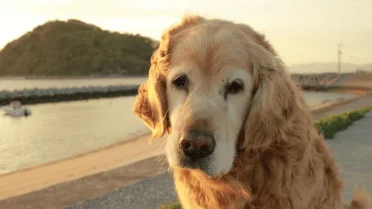 10 Signs Your Dog May Be Saying Goodbye Without You Realizing It