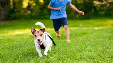 20 things dogs notice before humans, according to experts