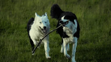 Love Staying Active? These 10 Dog Breeds Might Be Your Perfect Workout ...