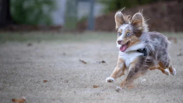 Love Staying Active? These 10 Dog Breeds Might Be Your Perfect Workout ...