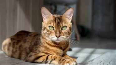 What breed of cat are you? Your zodiac sign has the answer.