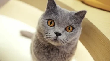 What breed of cat are you? Your zodiac sign has the answer.