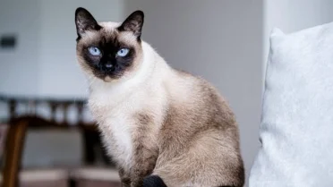What breed of cat are you? Your zodiac sign has the answer.