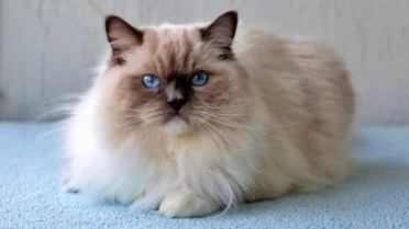 What breed of cat are you? Your zodiac sign has the answer.