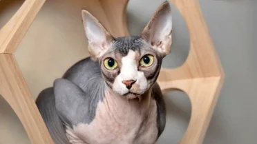 What breed of cat are you? Your zodiac sign has the answer.