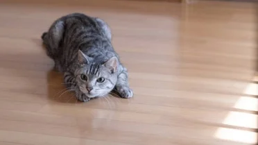 Your Cat Flops on the Floor for a ReasonHere's What Experts Say