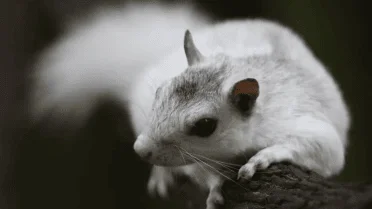 Like a Disney Movie! 7 Animals People Can't Believe Are Real